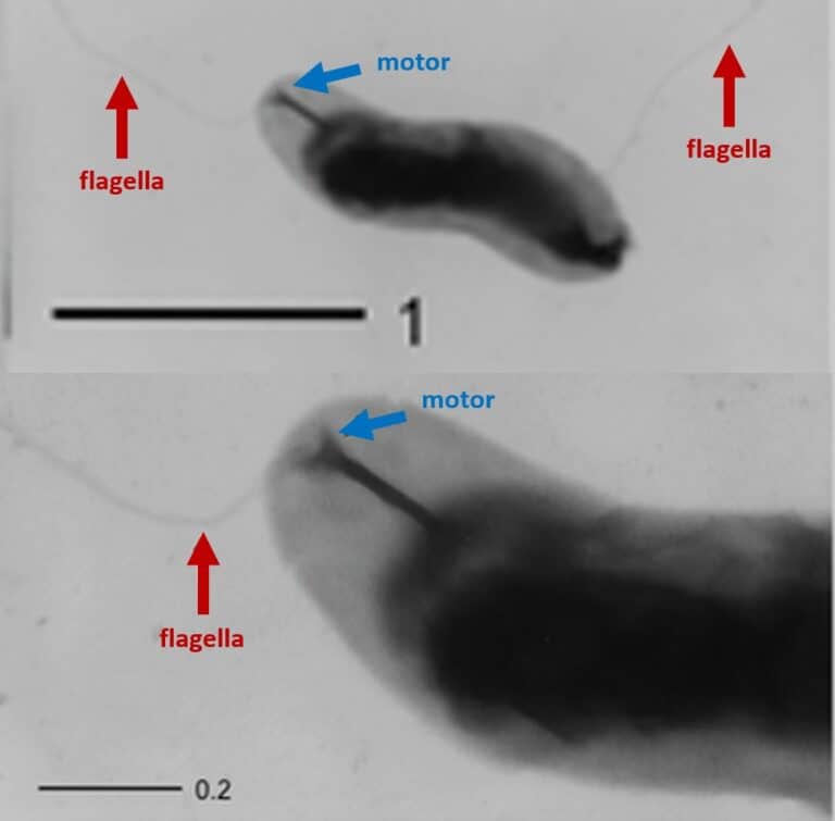 Bacteria wrap themselves in their swimming flagella - Bacterialworld
