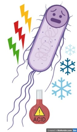 About bacterial stress responses on Bacterialworld