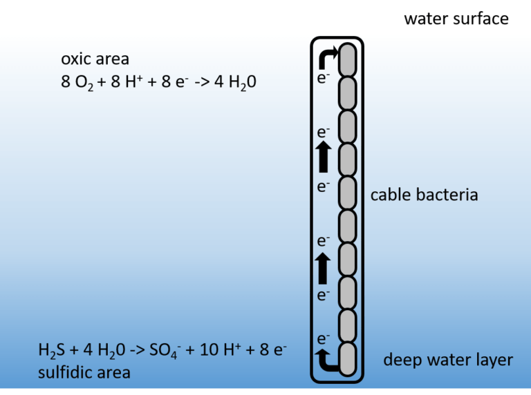 Together we are strong - bacteria form multicellular organisms