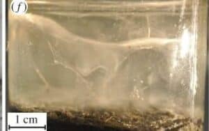 Floating veils for large bacteria to attach to and fetch nutrients
