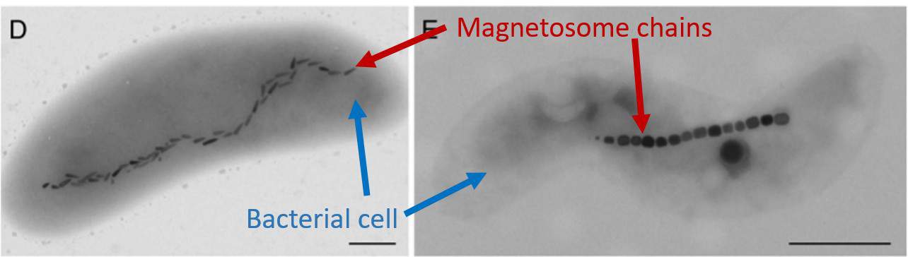 How bacteria could transport drugs within our bodies - on Bacterialworld
